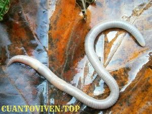 ¿Cuánto Viven Las Cecilias? ↑ 【Actualizado 2018】